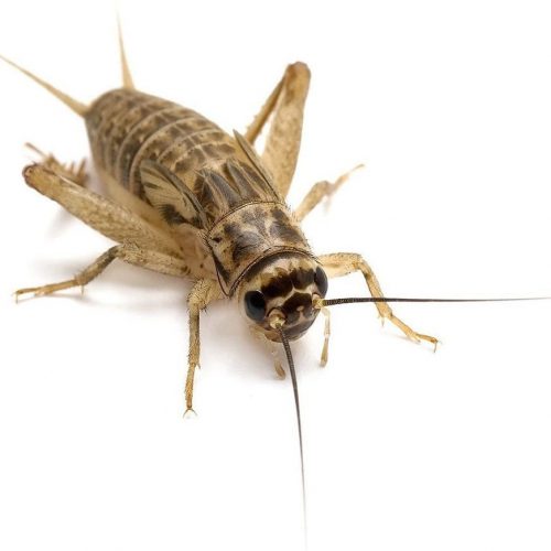 Live Feeders Archives - Silkworm Shop