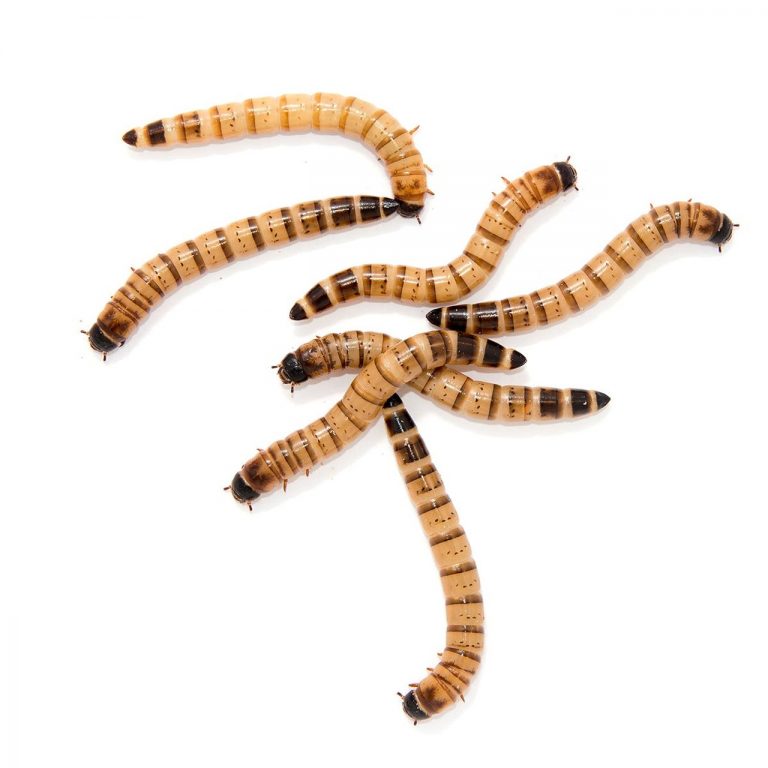 Superworms for sale | Silkworm Shop bringing you the best feeder insects