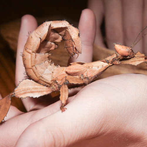 Pet Insects Archives - Silkworm Shop