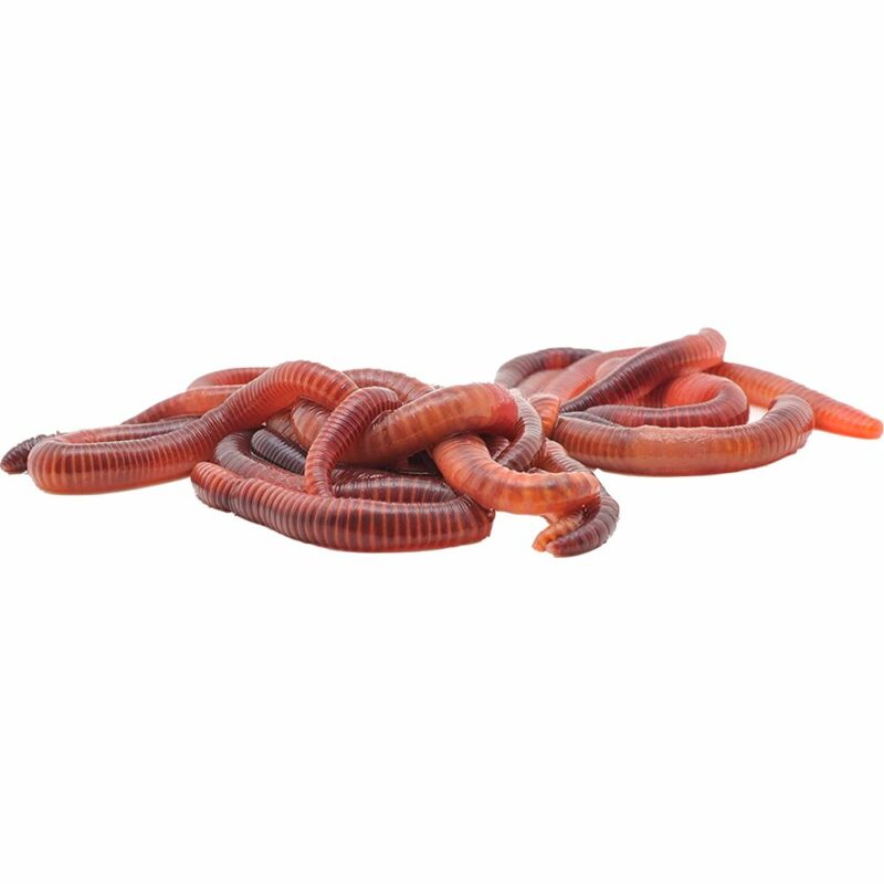 Red Wiggler Worms - Silkworm Shop South Africa